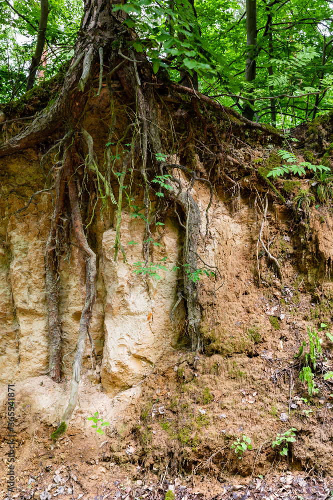 Pine tree with bare roots growing on loess rock wall soil. Erosion ...