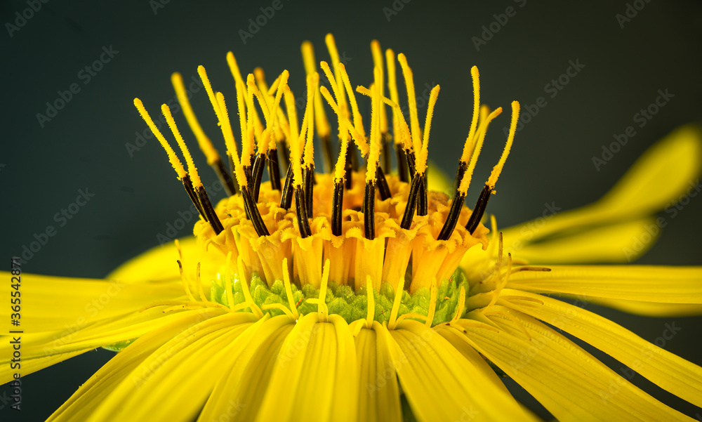 Macro view of the components of a Silphium perfoliatum (cup plant ...