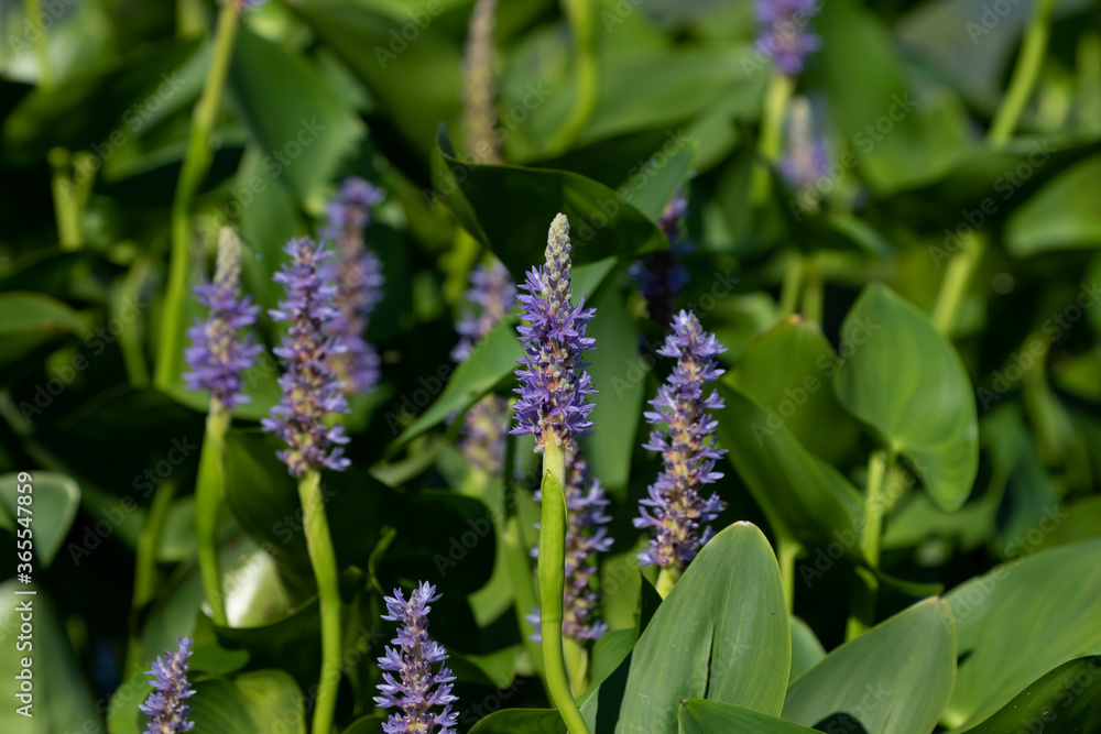 Pickerel weed flower - Pontederia cordata in native American flower ...
