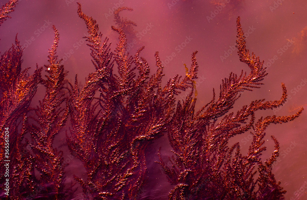 Algae in the turbid water. Beautiful natural red background. Stock ...