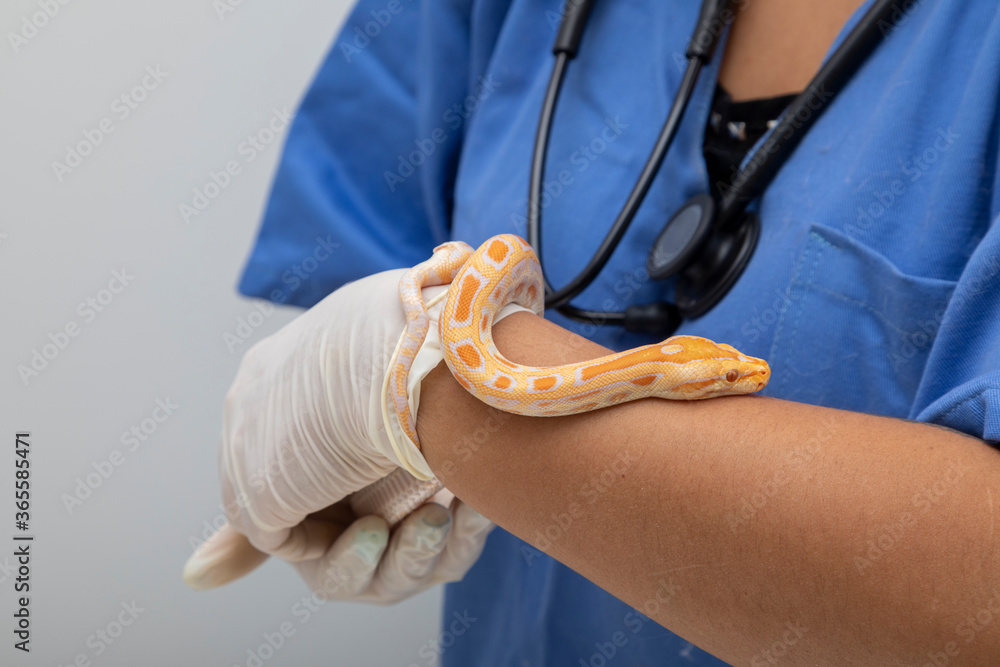 Veterinary doctor examining a python molurus albino snake Stock Photo ...