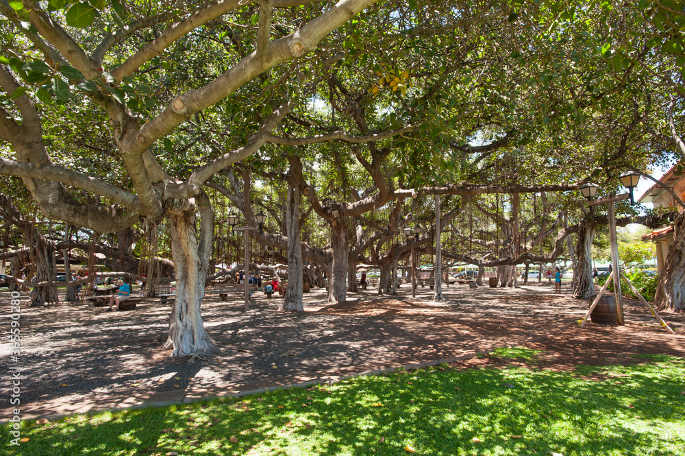 Big Banyan Tree in Lahaina, Maui, Hawai'i Stock Photo | Adobe Stock