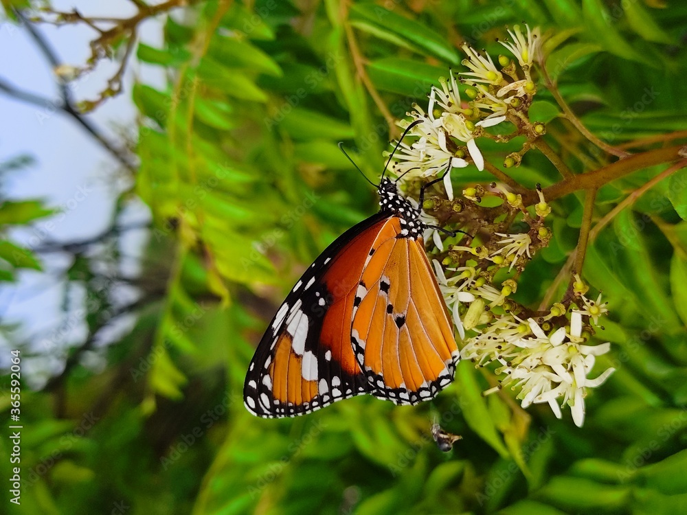Danaus chrysippus, also known as the plain tiger, African queen, or ...
