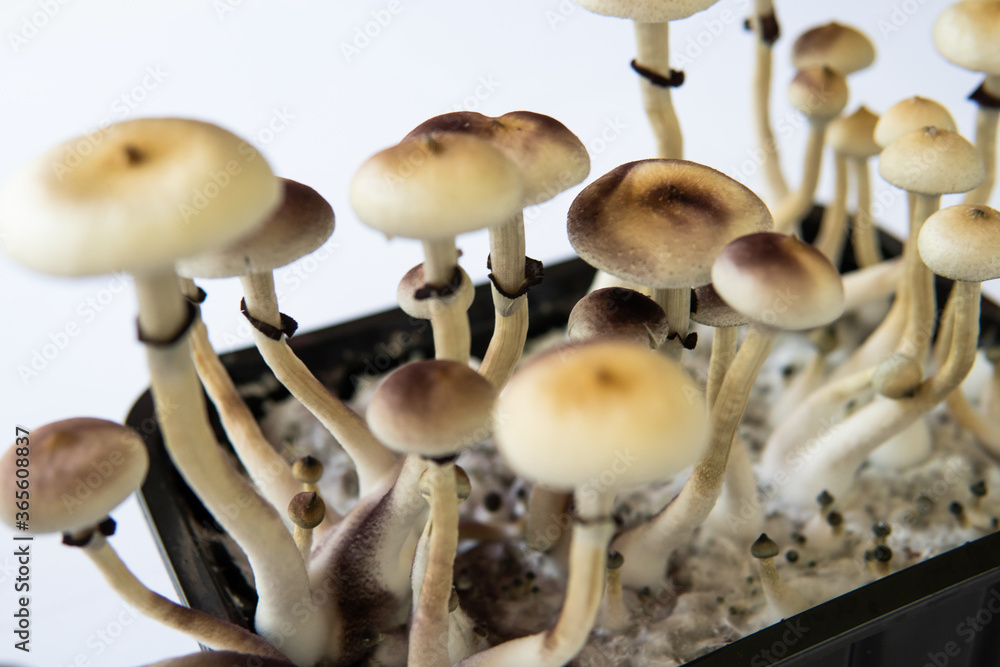 Magic shroom. Fresh Psilocybin shroom. Hallucinogenic Psychedelic drug ...