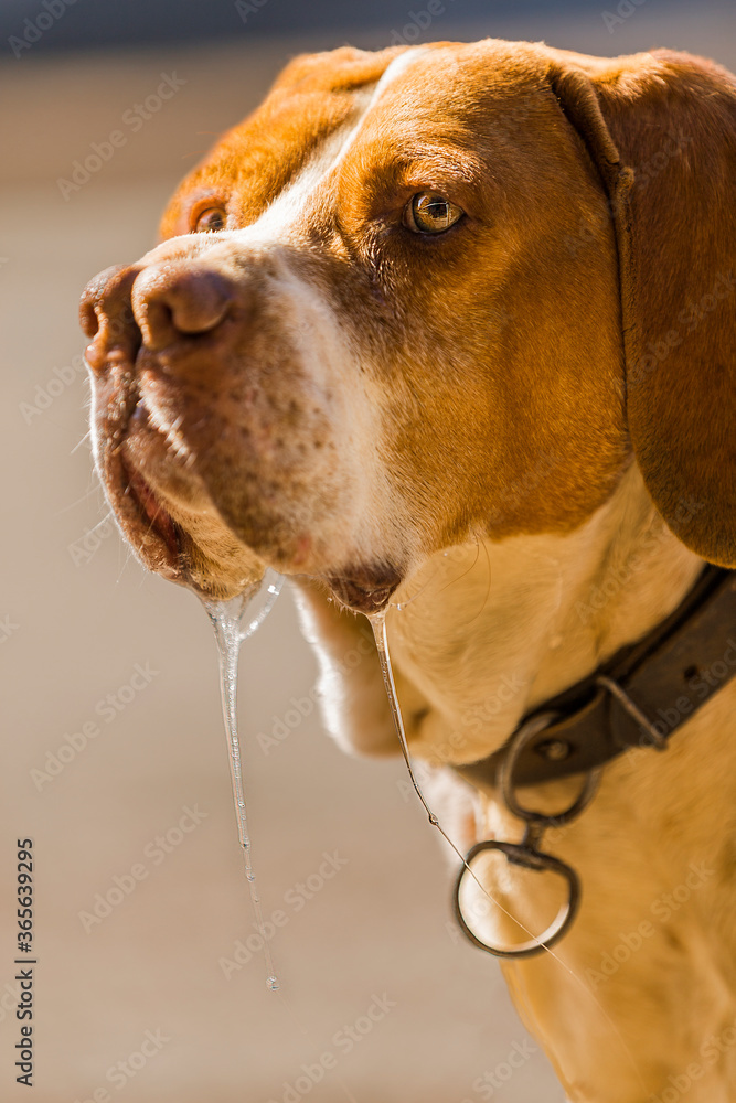 Et anglicus, Fork-Nose. The fork-nose dogs have a fully split nose ...