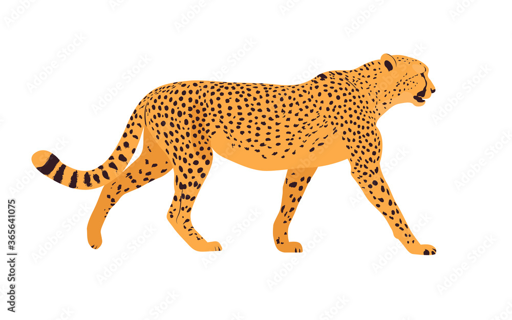 Realistic cheetah standing in front of white background. Side view ...