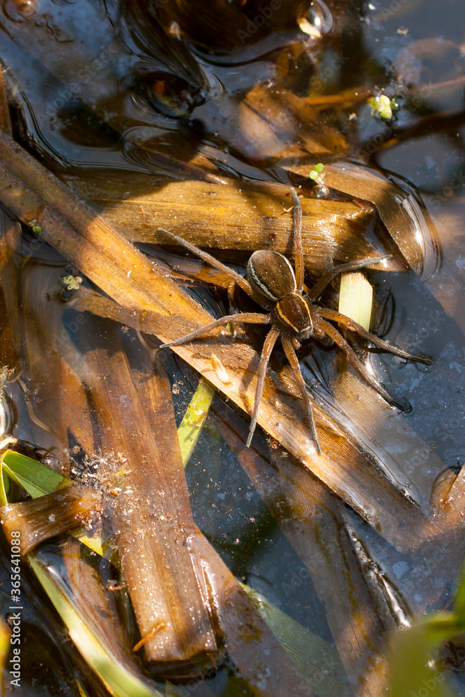 The raft spider, Dolomedes fimbriatus, on the surface of the pond Stock ...