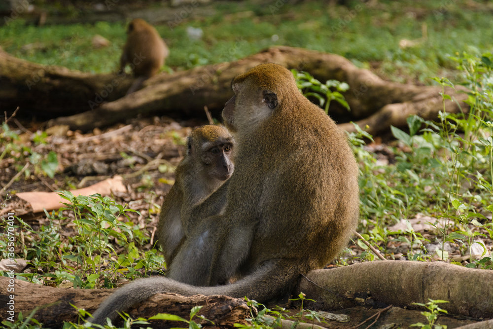 the baby monkey playing around with it's mother against blurry forest ...