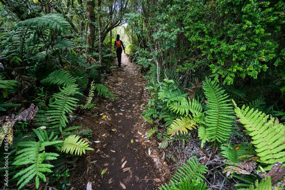 bosque secundario de Canelo, Parque Nacional Chiloé, Cucao, cordillera ...