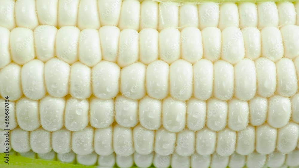 White corn 'Pure White' Corn. There are water droplets on the surface ...