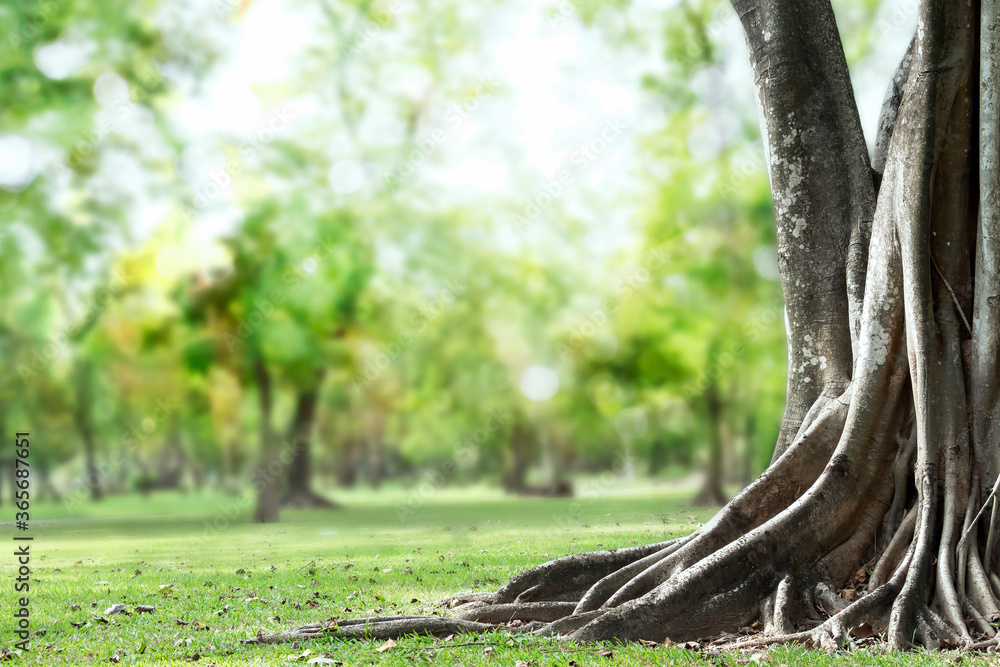 Big tree with trunk and roots spreading out beautiful on grass green in ...