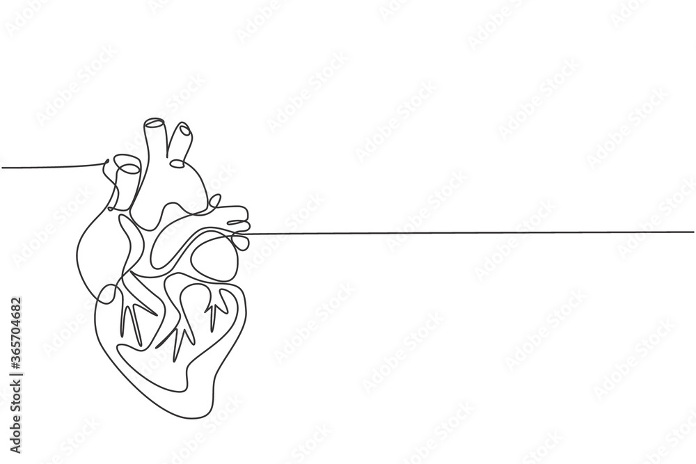 One continuous line drawing of anatomical human heart organ. Medical ...