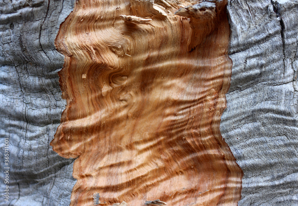 Woven Timber. Taken in Turtuk, India.. Stock Photo | Adobe Stock
