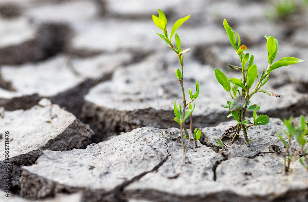 cracked dried earth background and growing green plants save planet ...