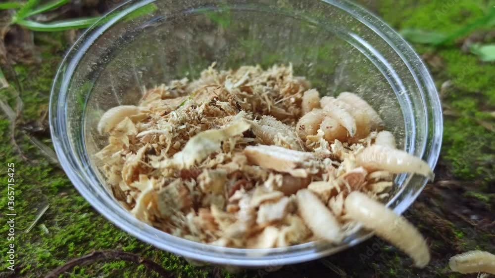 Group of fly larvae or white worm for fishing in packaging. Larvae move ...