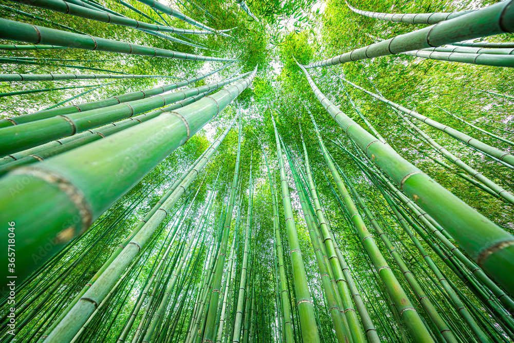 Kyoto, Japan canopy wide angle view looking up of Arashiyama bamboo ...
