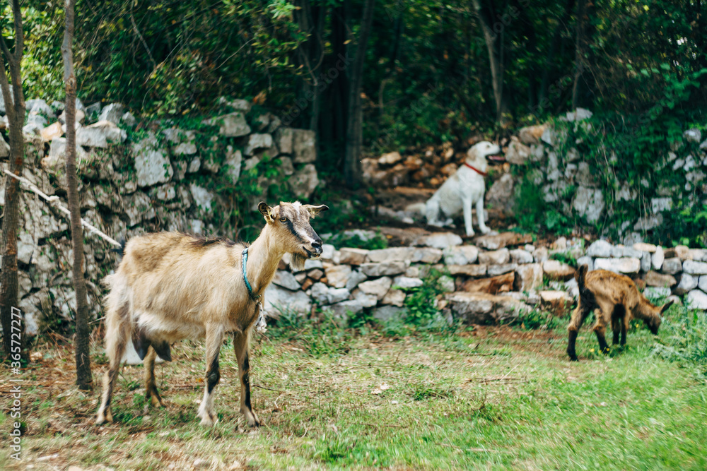 Goat on a goat farm in Montenegro, on the peninsula of Lustica. Stock ...