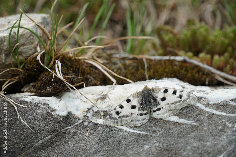 Foto de Butterfly called Parnassius Apollo in Latin, species living in ...