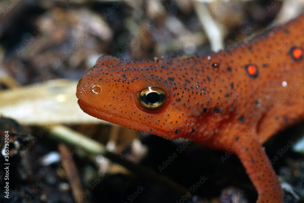 Close-up photo of a red eft. This is the toxic terrestrial stage of the ...