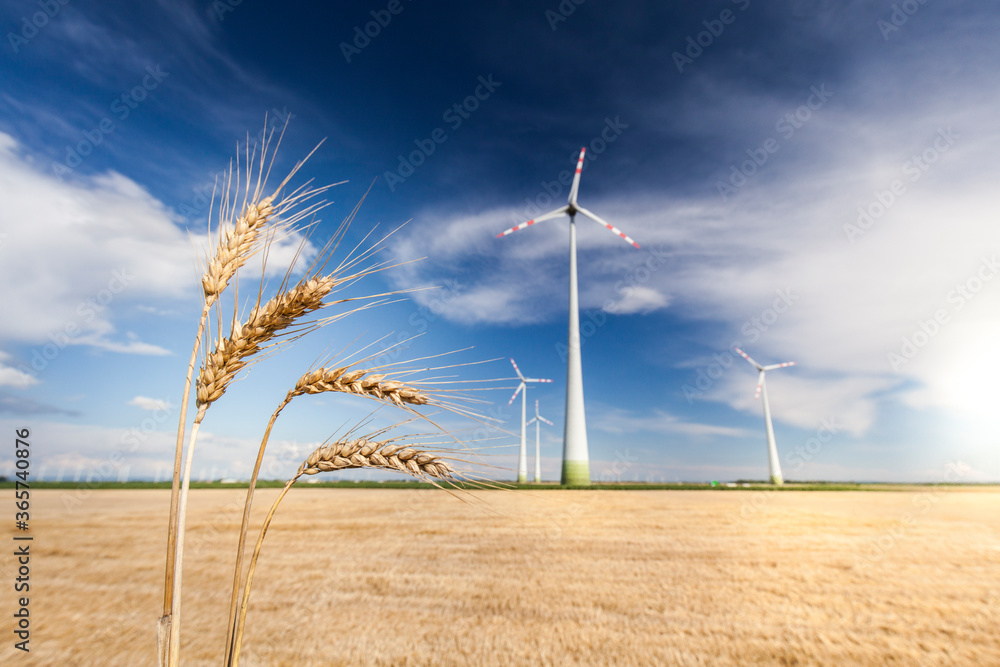 Foto de Wind power on the cornfield. Landscape with wind turbines. Farm ...