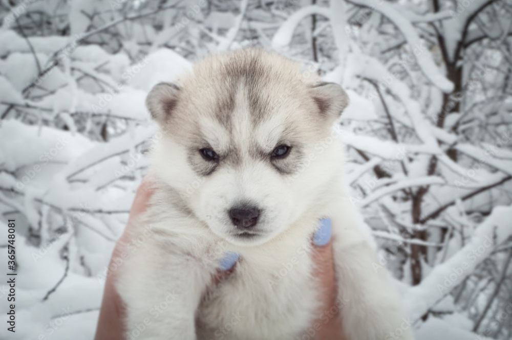 Sweet serious siberian husky puppy with black cute nose and eyes in a ...