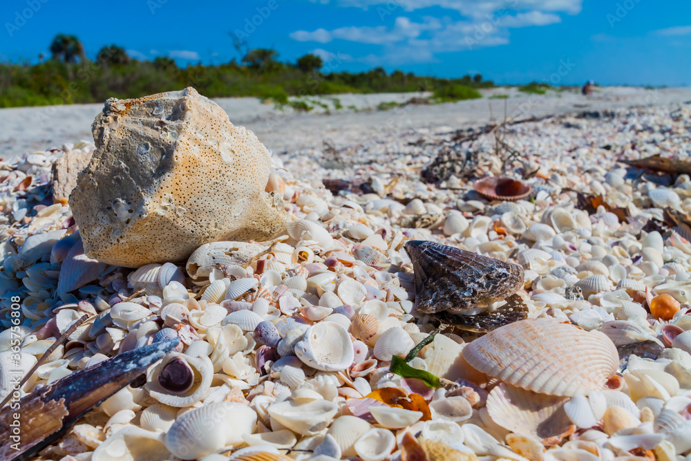 Horse Conch (Pleuroploca gigantea) the State Shell of Florida on top of ...