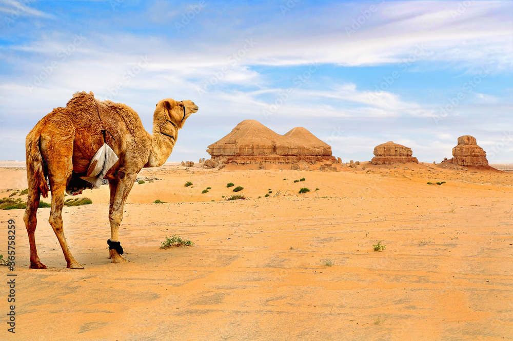 Beautiful view of the camel in the desert, and behind the four ...