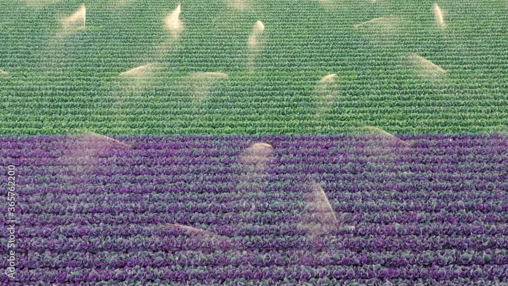 Vidéo Stock 4K agriculture background. Beautiful golden sun rays ...