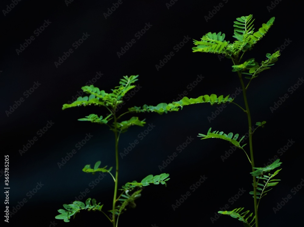 Gale of the wind - phyllanthus niruri- a medicinal plant - best for ...