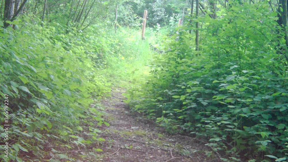 The Red Fox Vulpes vulpes in rear view filmed from a trail camera while ...