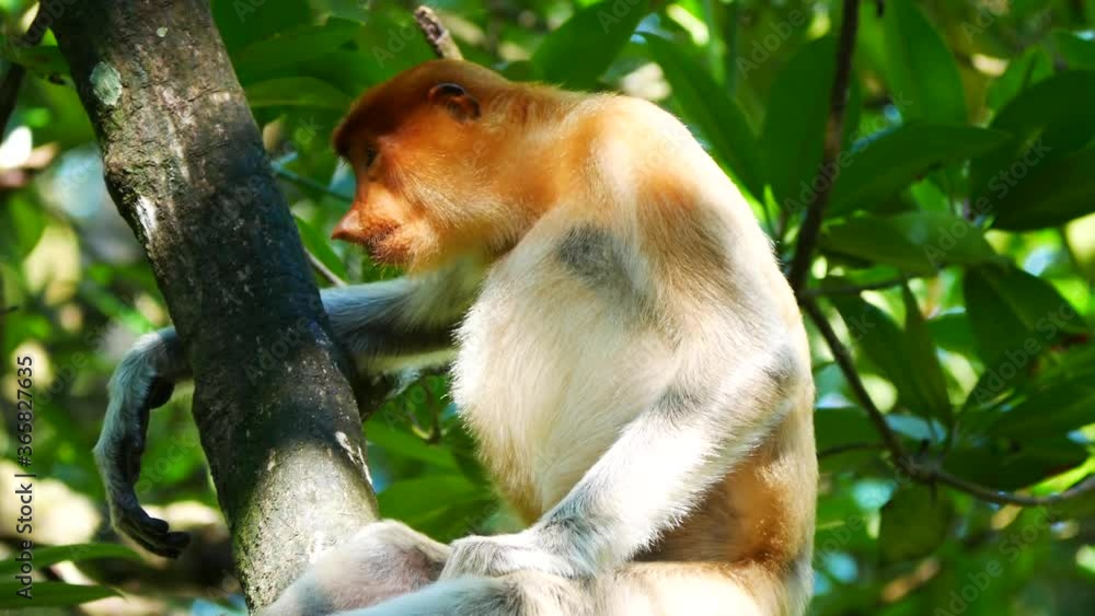 Vidéo Stock proboscis monkey (Nasalis larvatus) is sitting on a tree ...