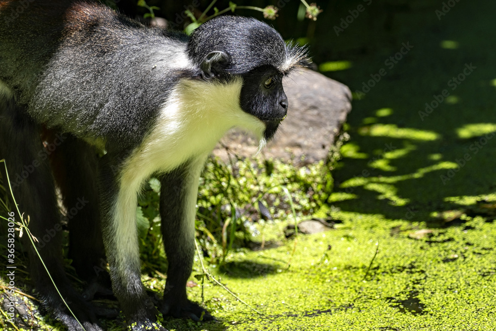 Diana Money, Cercopithecus diana, drinks water from an overgrown pond ...