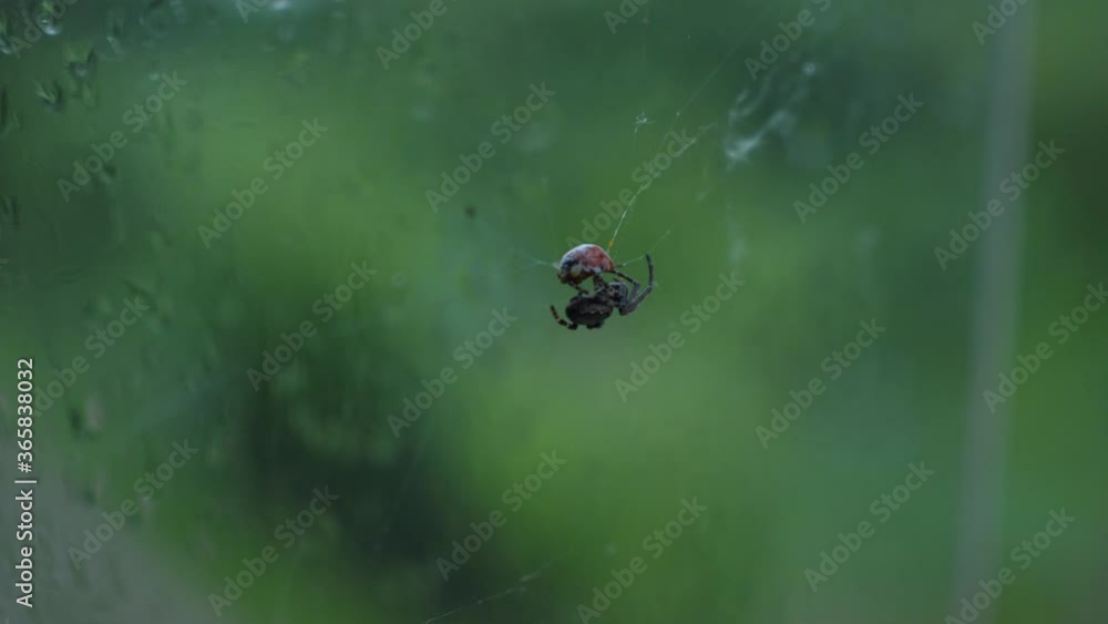 ladybug caught in spider's web, the spider eating ladybug Stock ビデオ ...