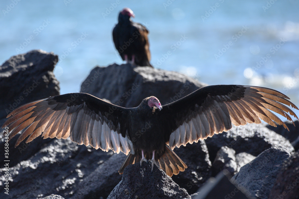 California condor a carrion feeding bird perched on rocks with ...