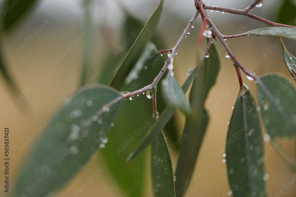 Australian gum tree leaves and gumnuts close up covered in water ...