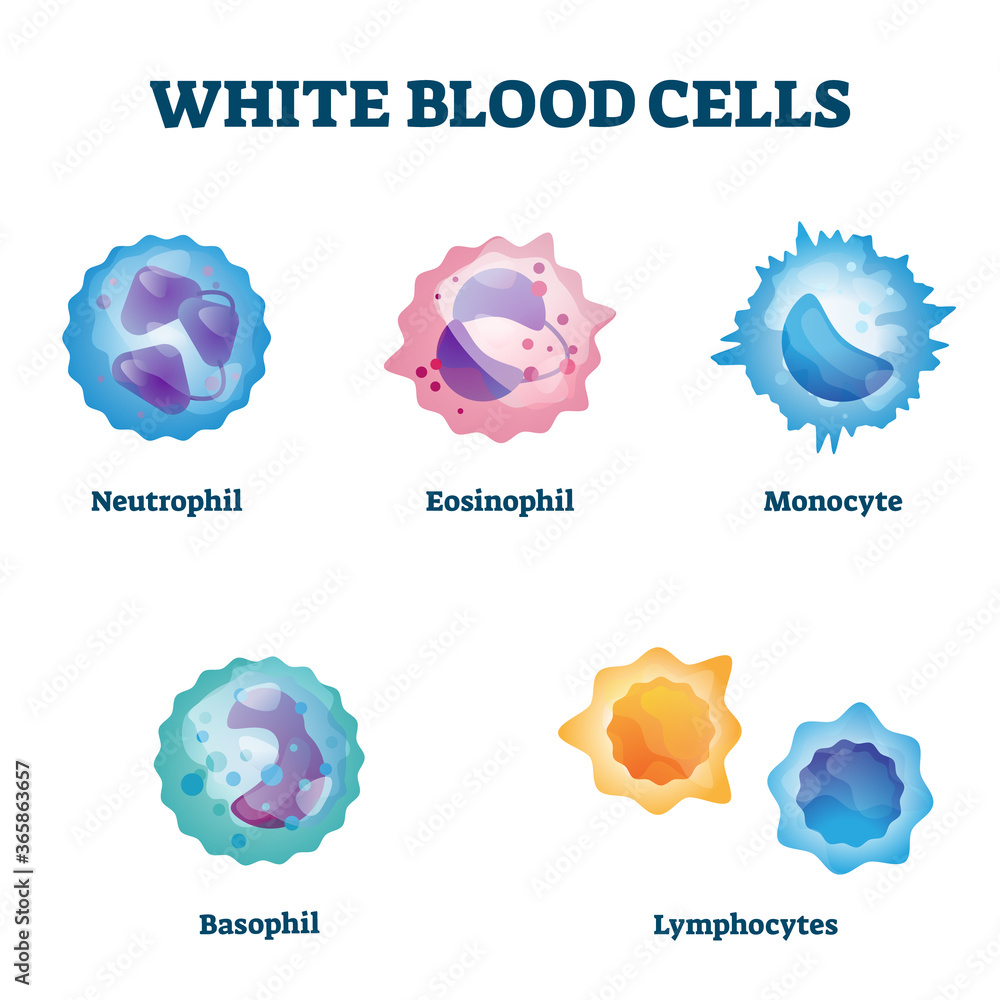White blood cell types labeled examples educational vector illustration ...