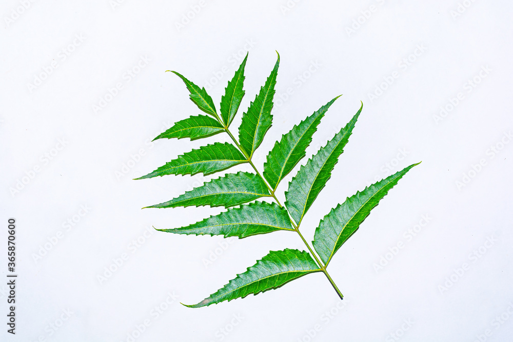 Fresh green neem leaves on white background. Stock Photo | Adobe Stock