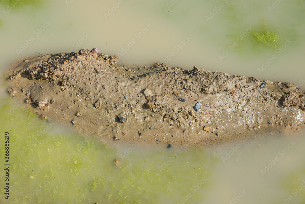 Mud ponds with waste water are covered with moss and methane gas ...