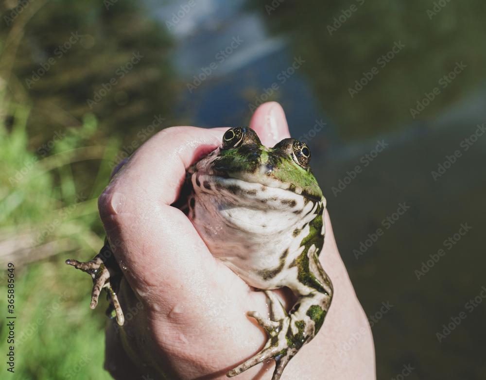 Foto de Caught lake frog in the hand, species Pelophylax ridibundus ...
