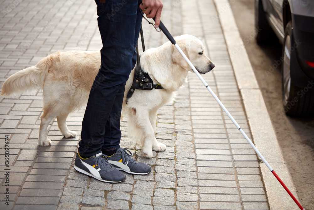 careful guide dog helping blind man in city, disabled guy has best ...