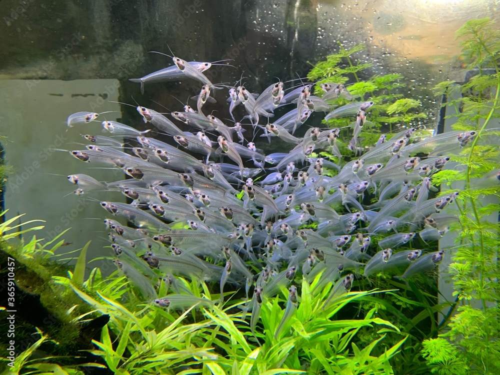 Poissons d'aquarium à Dubaï, Émirats Arabes Unis Stock Photo | Adobe Stock