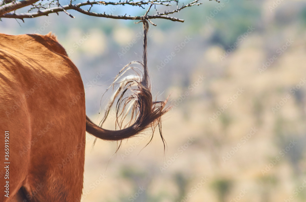 cola de vaca atorada en un árbol Stock Photo | Adobe Stock