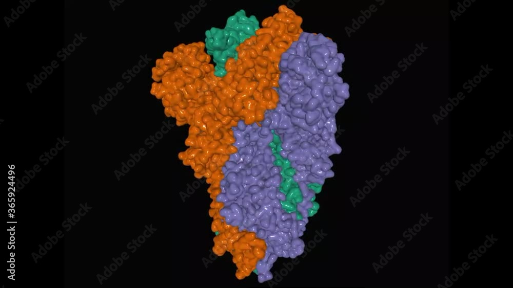 Three-dimensional structure of the SARS-CoV-2 spike glycoprotein ...