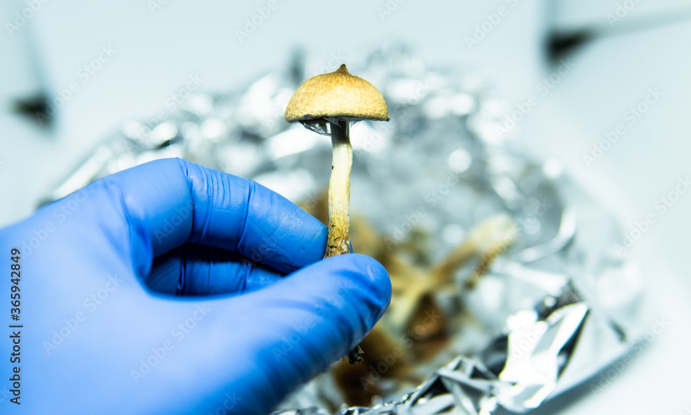 recreational varieties of psilocybin mushrooms, study of magic ...