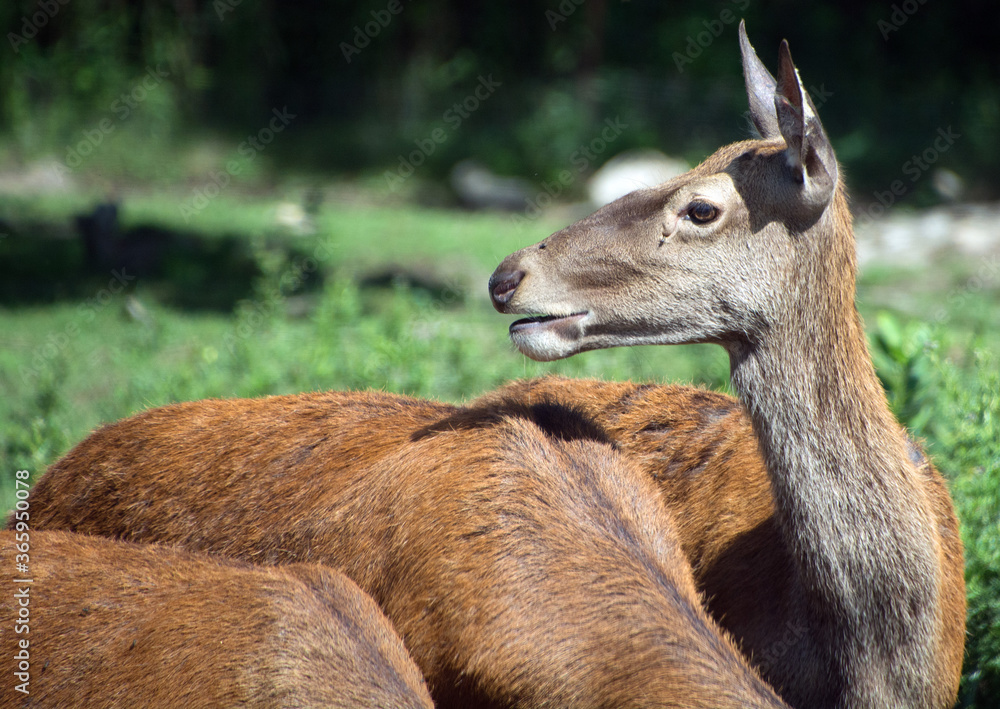 The elk, or wapiti is one of the largest species within the deer family ...