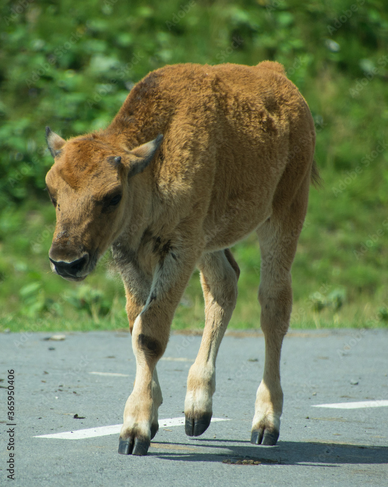 Calf Bison are large, even-toed ungulates in the genus Bison within the ...