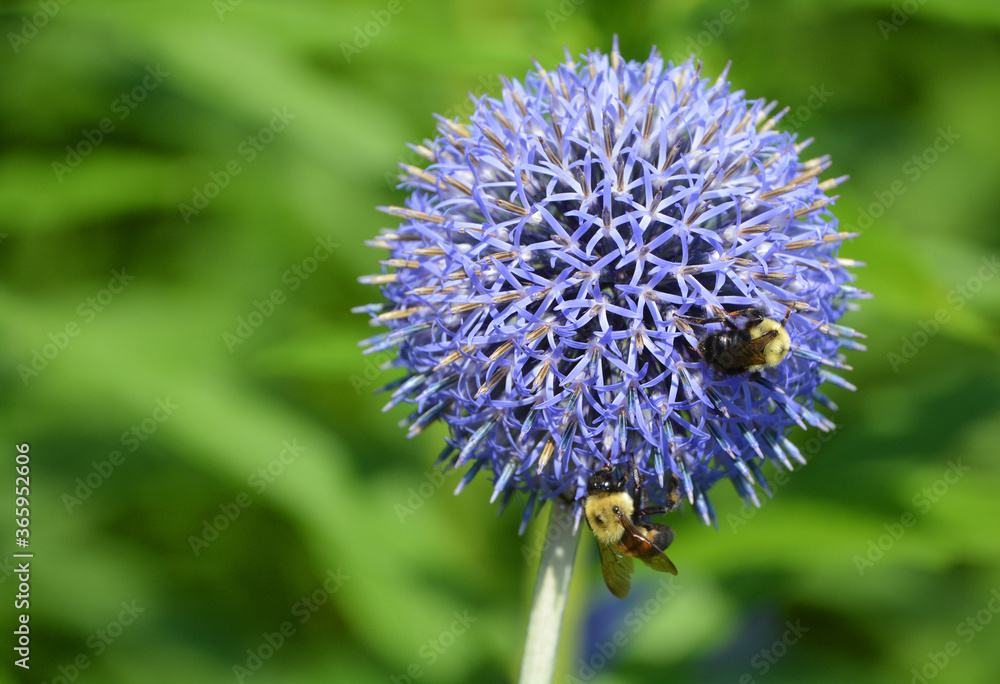 Globe thistle is a contemporary-looking flower with old-world qualities ...