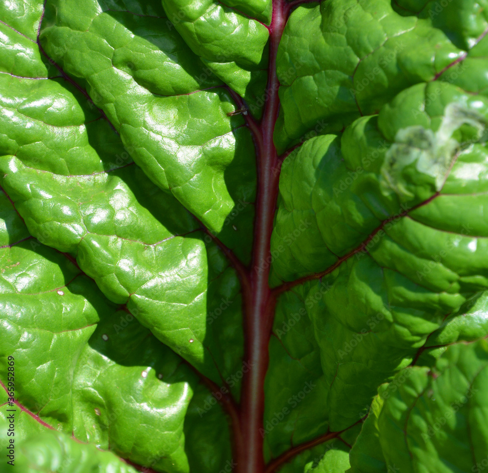 Chard or Swiss chard (Beta vulgaris subsp. vulgaris, Cicla-Group and ...