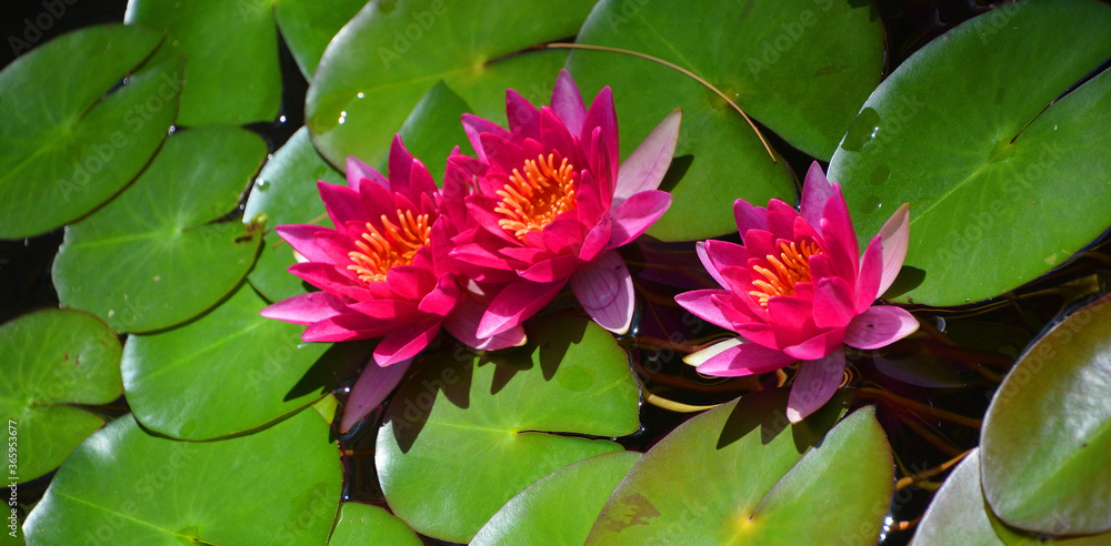 Water lily. Nymphaeaceae is a family of flowering plants. Members of ...