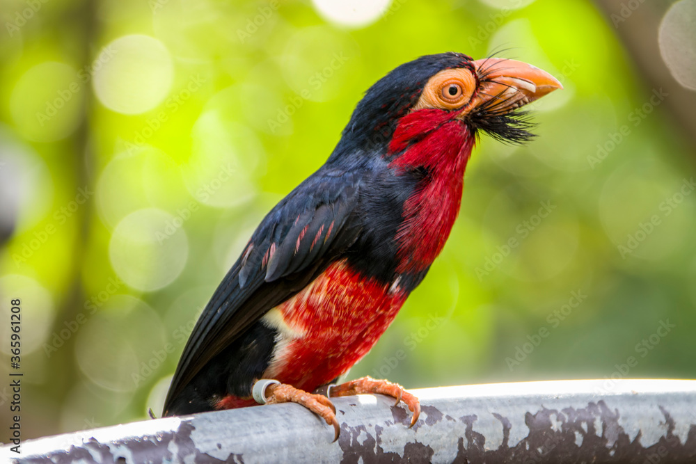 The bearded barbet (Lybius dubius) is an African barbet. The barbets ...